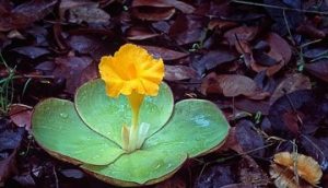 National Symbol Flower of Nigeria: the Costus spectabilis — BlackGeeks ...